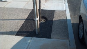 Flexi-Pave tree surrounds in Rochester NY | Environmental Paving ...